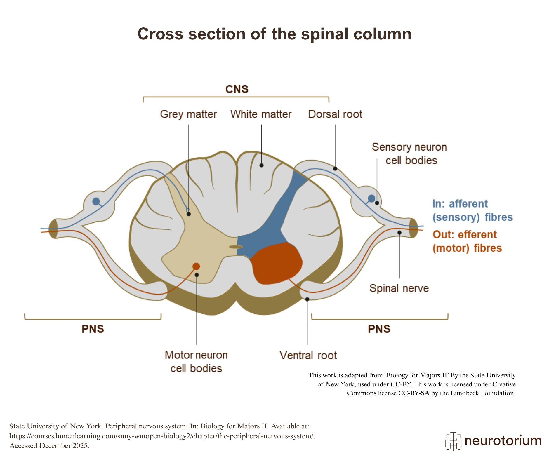 Cross section of the spinal column - Neurotorium