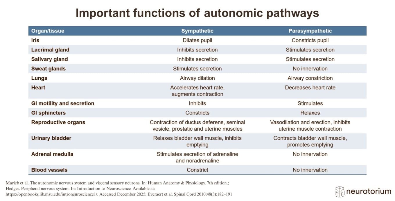 Important functions of autonomic pathways - Neurotorium