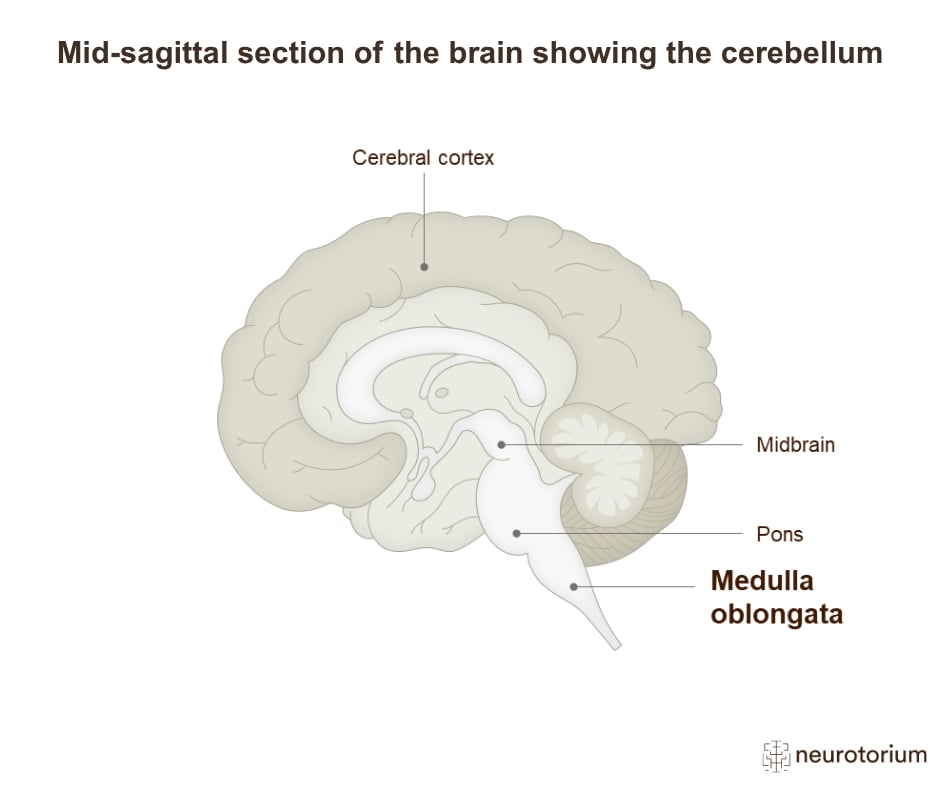 Mid-sagittal Section of the Brain Showing the Cerebellum - Neurotorium