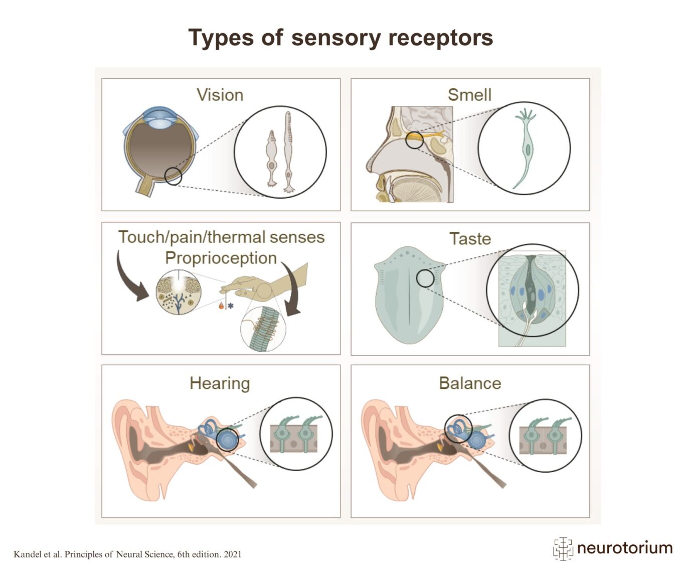 Types of sensory receptors - Neurotorium