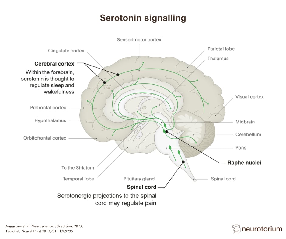 Serotonin Signalling in the Central Nervous System - Neurotorium