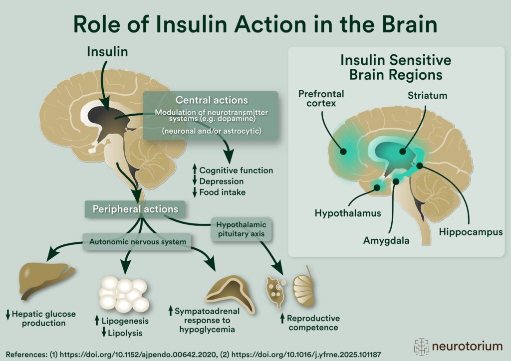 Central and peripheral causes of brain insulin resistance in ...