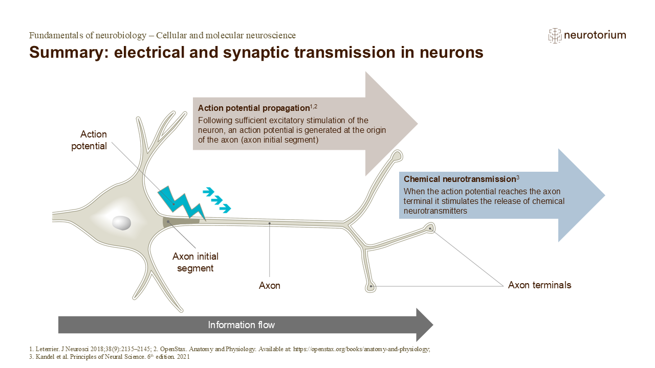 Summary: electrical and synaptic transmission in neurons - Neurotorium