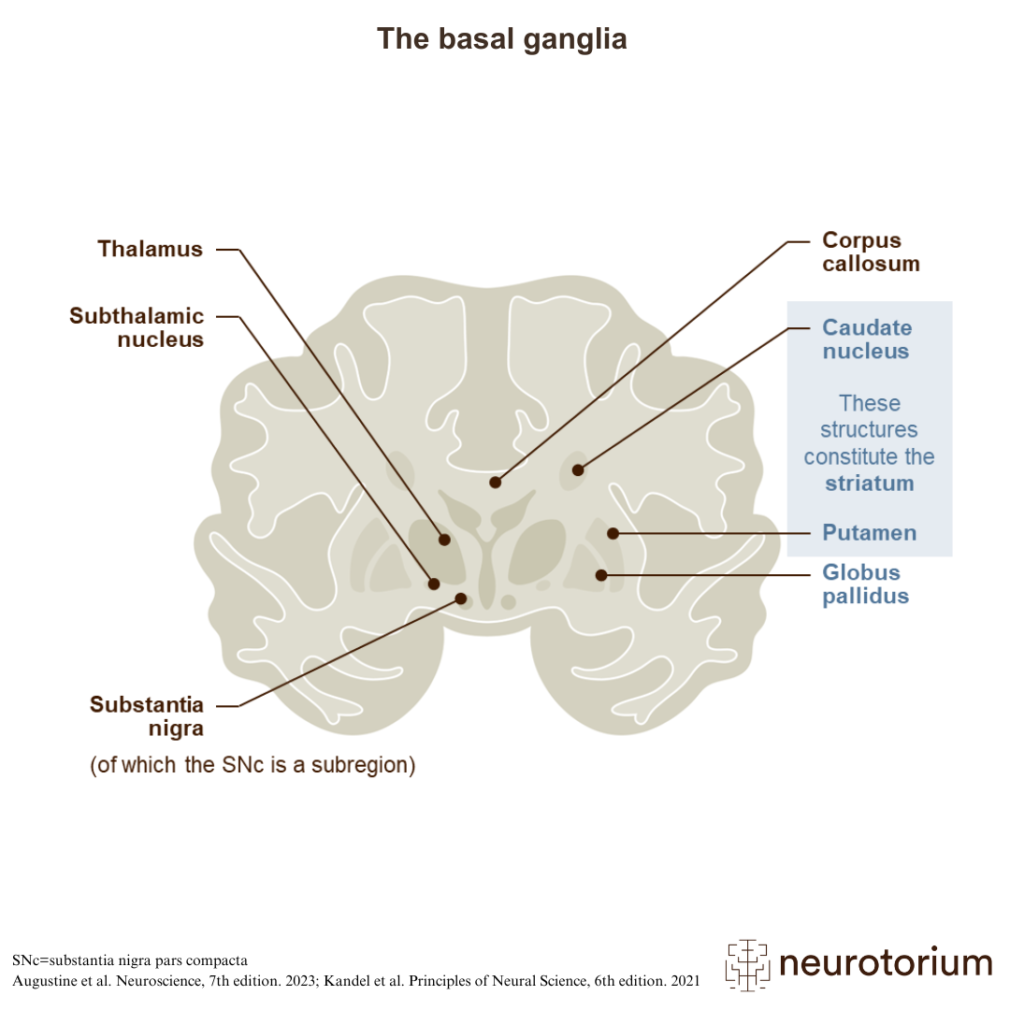 Definitions and cut-offs for early- and late- onset Parkinson’s disease ...